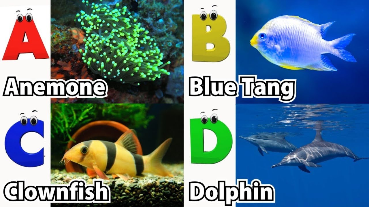 ABC Under the Sea Song | Sea Animals song | Learn English, Alphabets ...