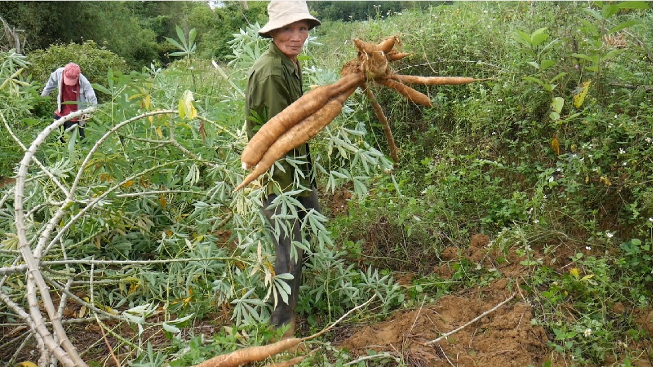 #27 Amazing Cassava Harvesting Season - YouTube