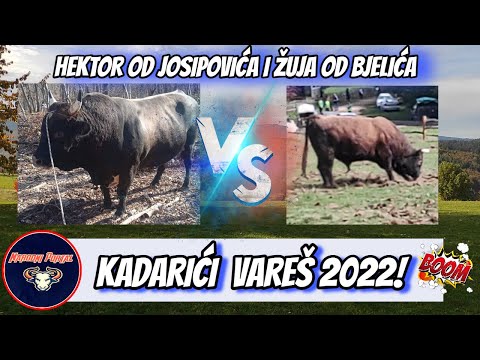 HEKTOR OD JOSIPOVIĆA I ŽUJA OD BJELIĆA KADIRIĆI 2022 KORIDA