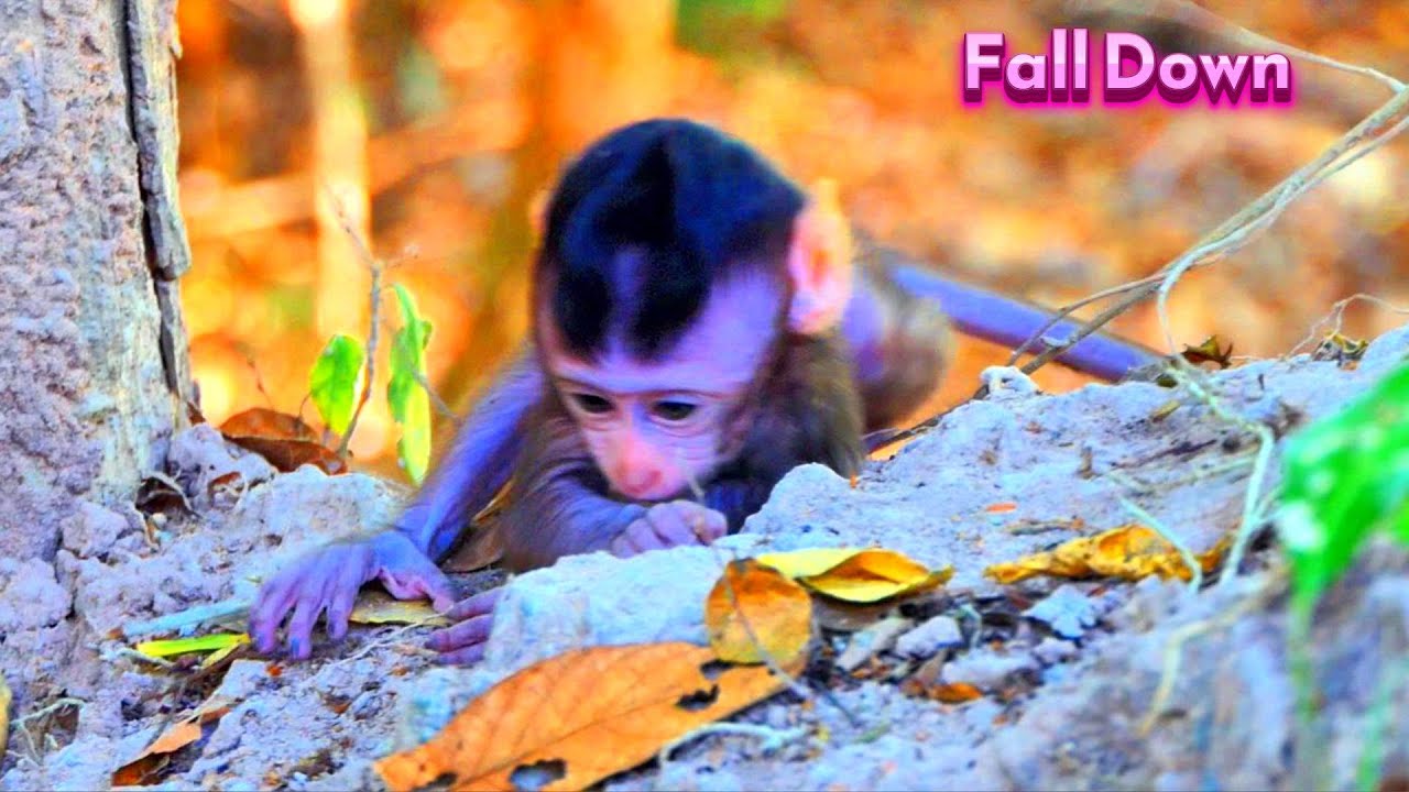 Smallest Baby Monkey Really Falling Down Immediately...! Vānarāḥ-KH ...