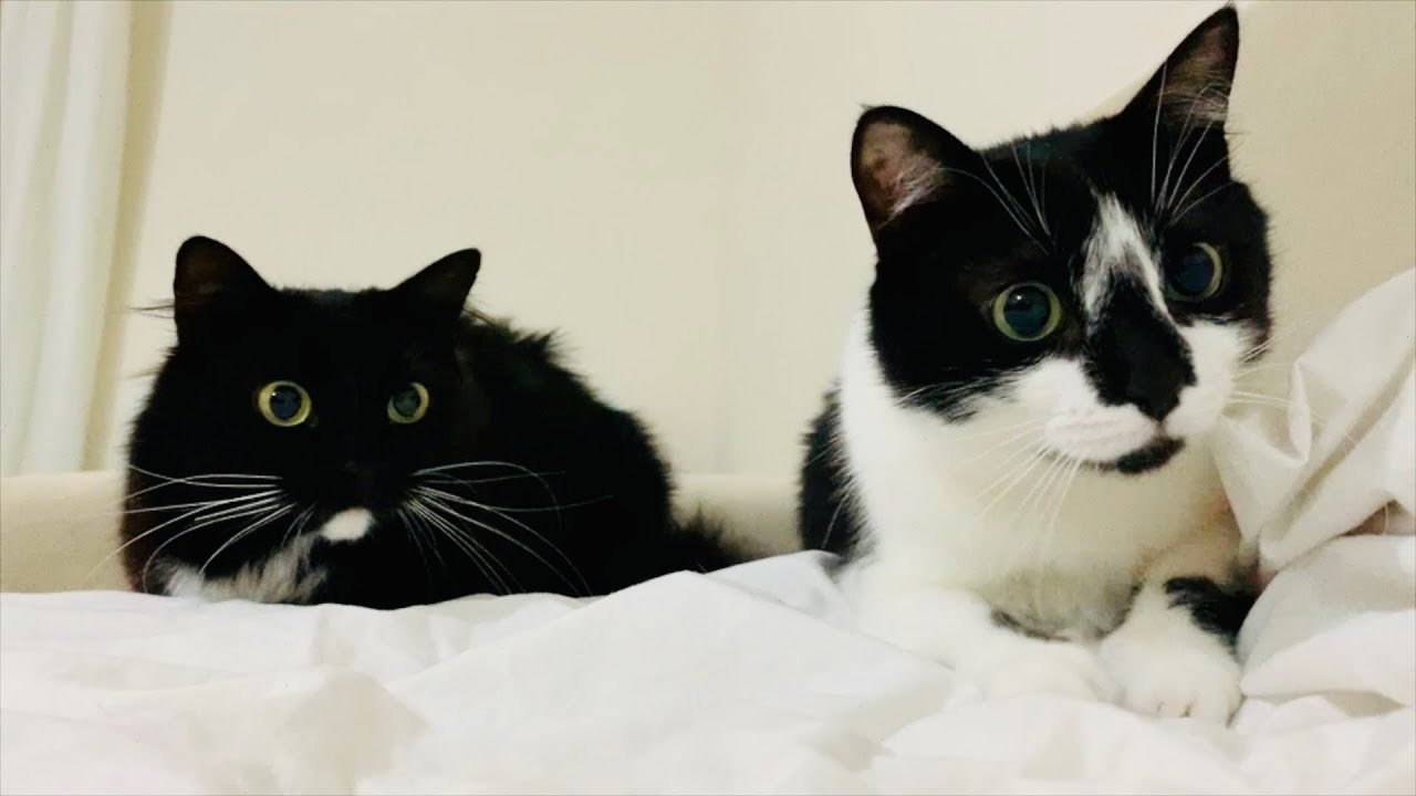 String theory for cats #3 - YouTube