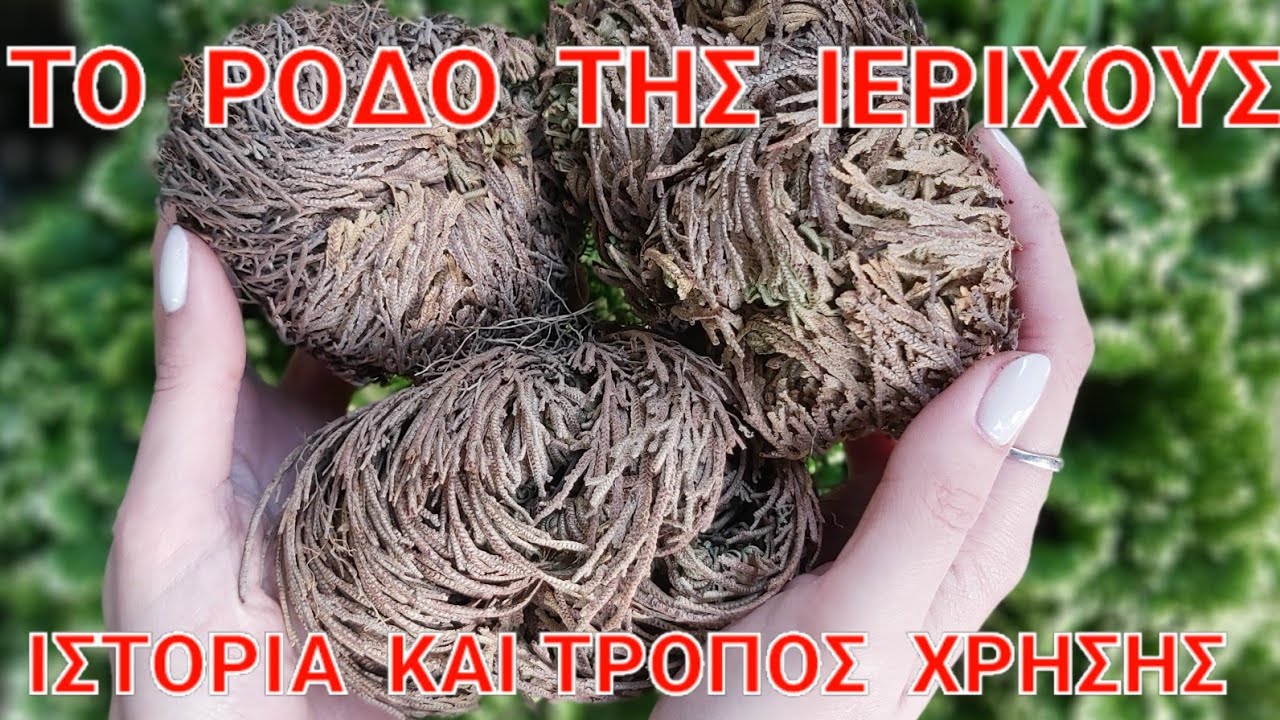 ΤΟ ΡΟΔΟ ΤΗΣ ΙΕΡΙΧΟΥΣ Νο 1: Ιστορία Και Τροπος Χρήσης | Το Ρόδο Της ...
