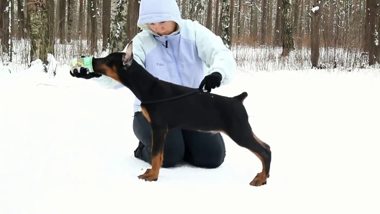 FCI beautiful doberman russia - YouTube