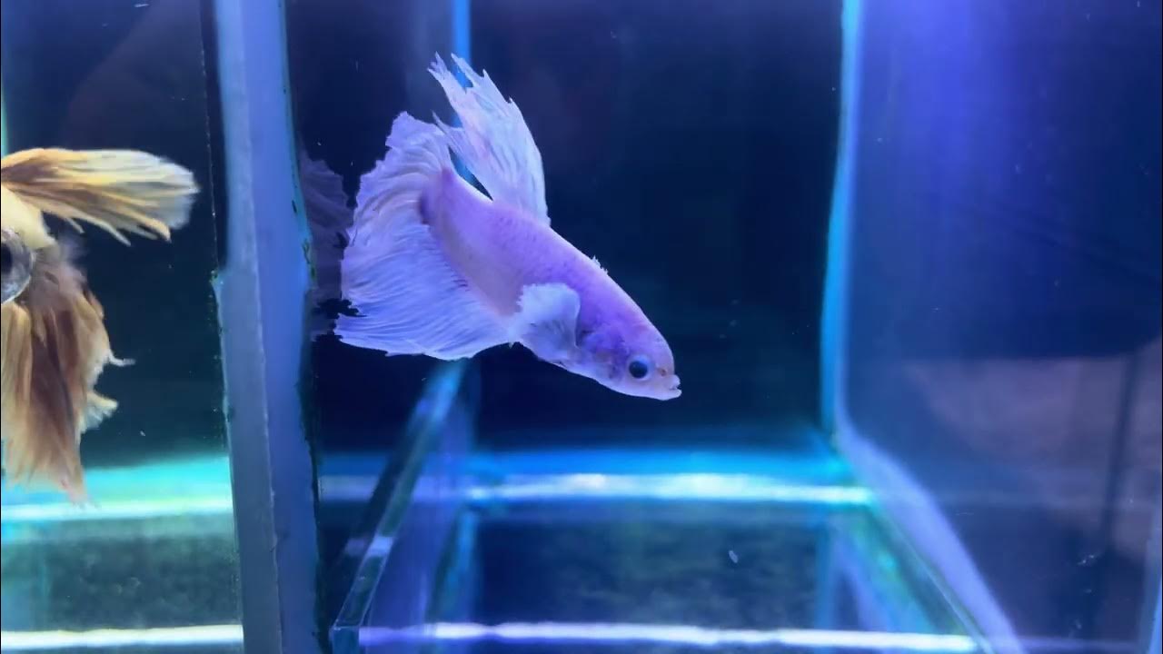 Bettas da loja ! Temos nemo koi plakat e long tail , Crowntail , Dumbo e half moon tb. - YouTube