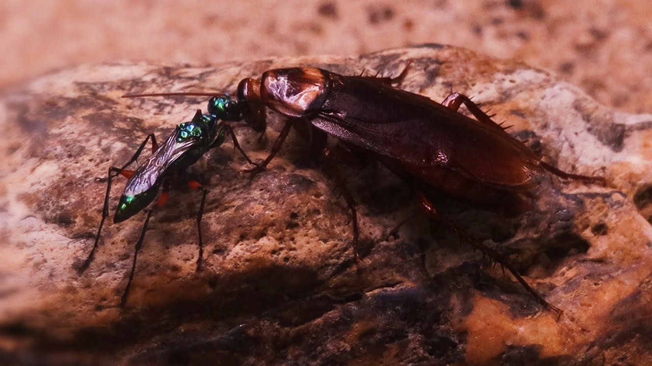 Cockroach versus Jewel Wasp - Dueling insects #animals #insects # ...