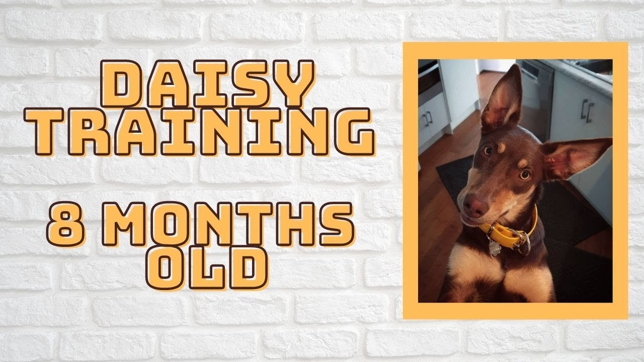 Kelpie Puppy's Training Routine (8 Months Old) | Daisy Training - YouTube