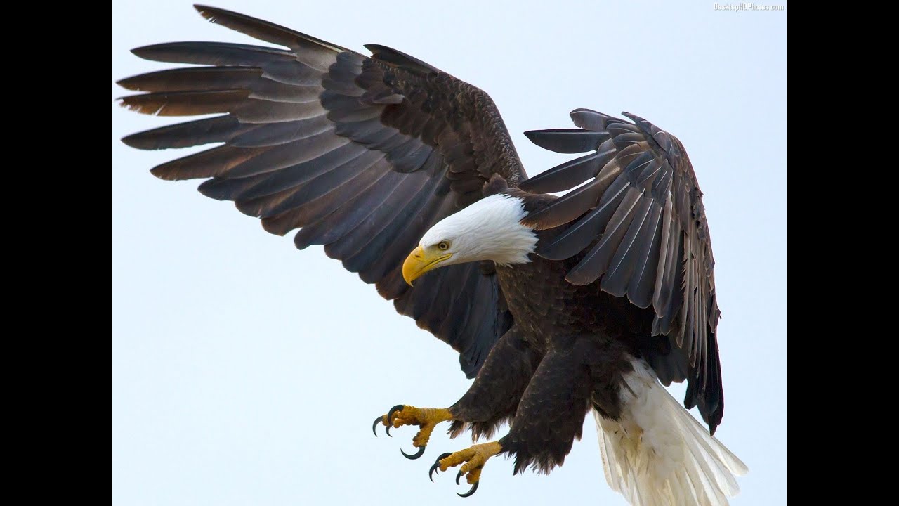 EAGLE'S WINGS FLY FAST (Montagraph) - YouTube