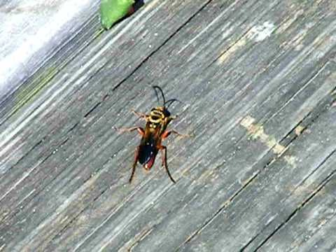 Great Golden Digger Wasp Dance! - YouTube