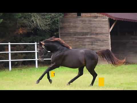 Torok 2021 Reklam Filmi