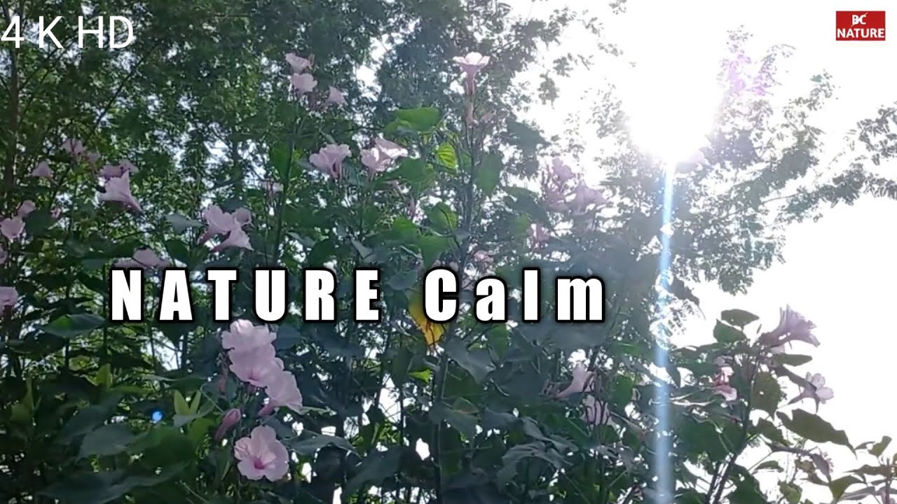 Nature Calm || Nature Made Calm and Relax || Best Natural Stress Relief ...