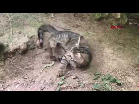 BİRLİKTE ÇILGINCA EĞLENEN YAVRU KİRPİ VE KEDİ