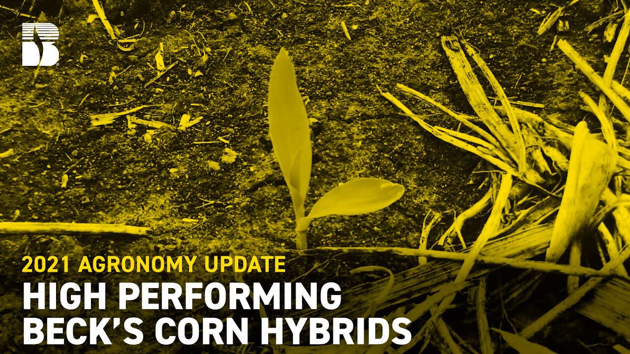 High Performing Beck’s Corn Hybrids | Beck's Agronomy Update - YouTube