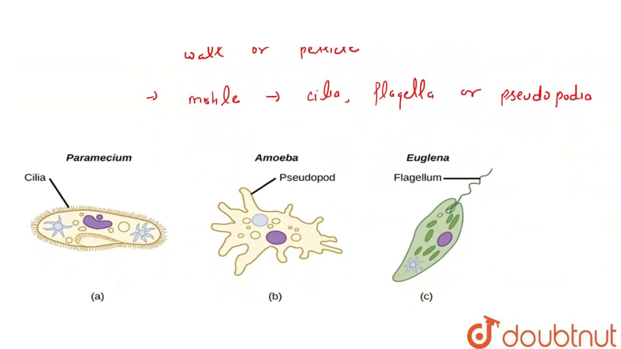 Describe the cell structure pf a typical protist. | 11 | BIOLOGICAL ...