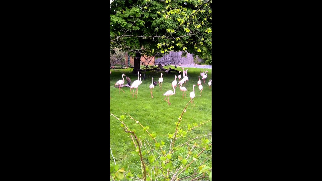 Singing Flamingos at The Detroit Zoo! - YouTube