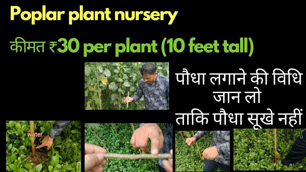 Poplar plant nursery Uttarakhand | Trending Nature - YouTube