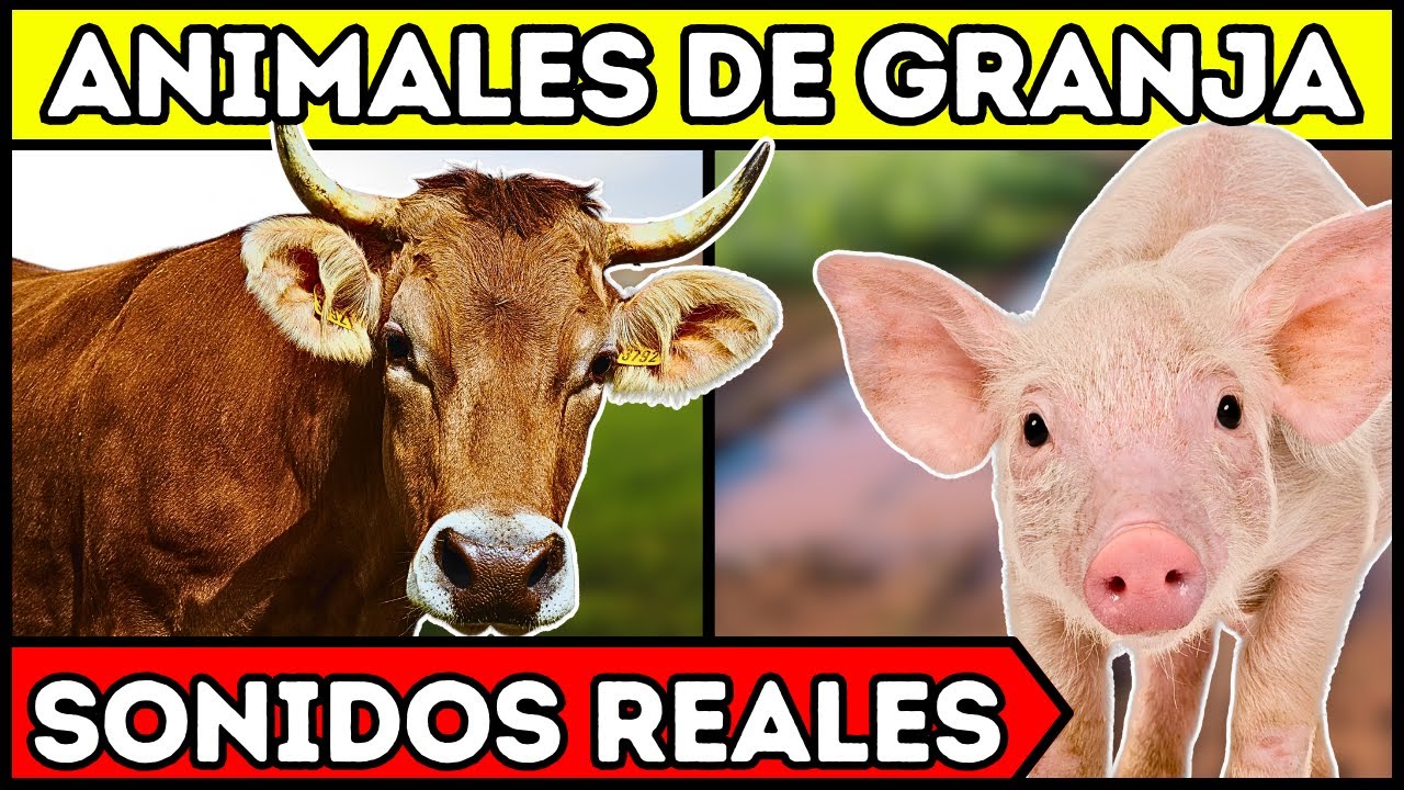 Animales de la Granja | ¡Aprende Animales Domésticos con sus Sonidos ...