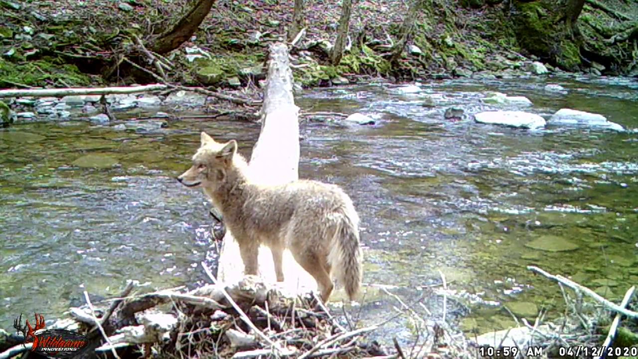 Day 31 & The Animals Are Taking Over! - YouTube