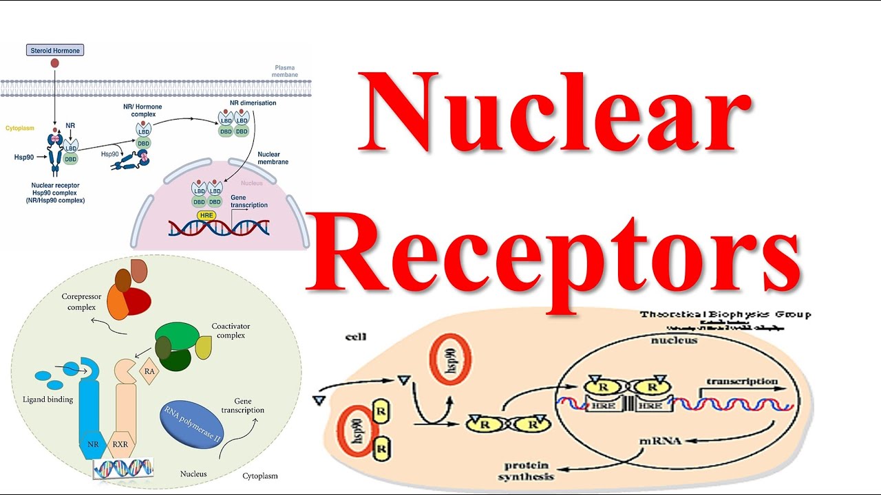 Nuclear Receptor | Cellular & Molecular Pharmacology | #pharmacology ...