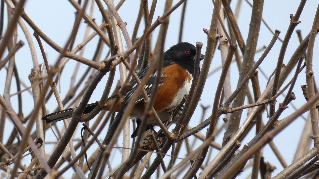 Spotted Towhee calling - YouTube