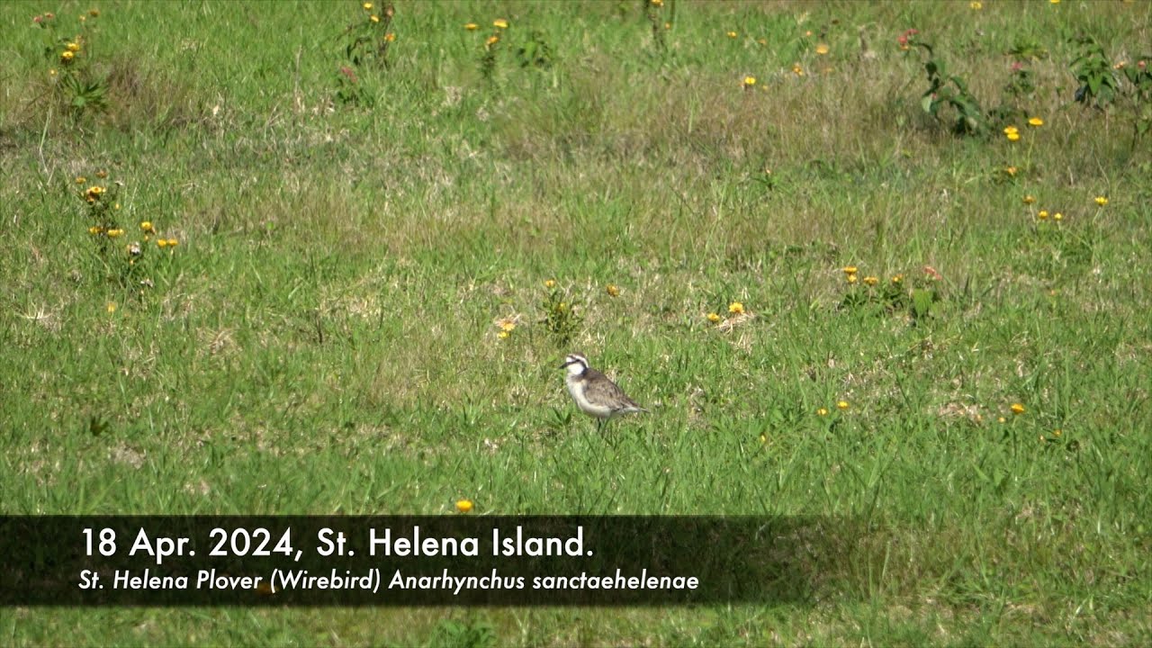 St. Helena Plover (Wirebird), St.Helena Island, 18 Apr. 2024 - YouTube