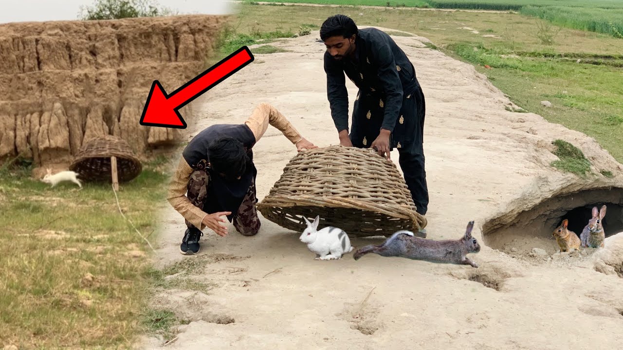 Trap Mai Jungli Rabbits pakar liye || Best Rabbit Trap #trap day 1 ...