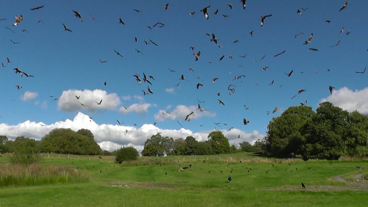 UNITED KINGDOM feeding of Red Kites, Gigrin Farm, Wales (2 Oct 2016 ...