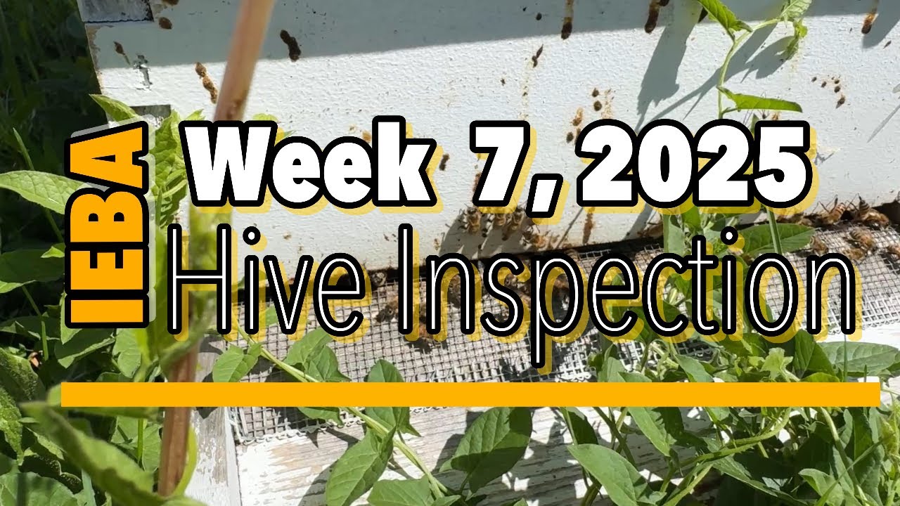 IEBA Week 7, 2025 Hive Inspection - YouTube