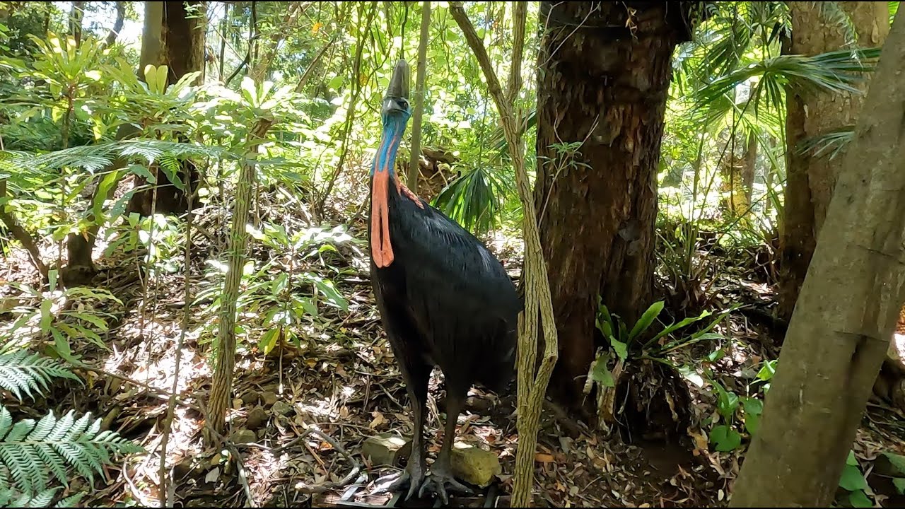 Amazing Birds @ Australian National Botanic Gardens, Canberra - YouTube