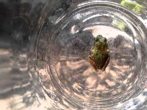 Frog vision - YouTube
