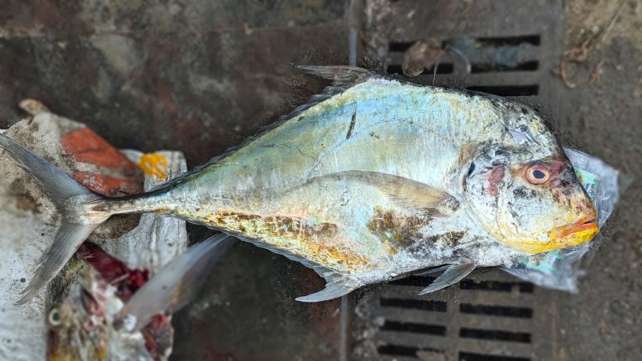 Amazing Fresh Diamond Trevally Fish Cutting & Chopping | RS.2000 $ 26. ...