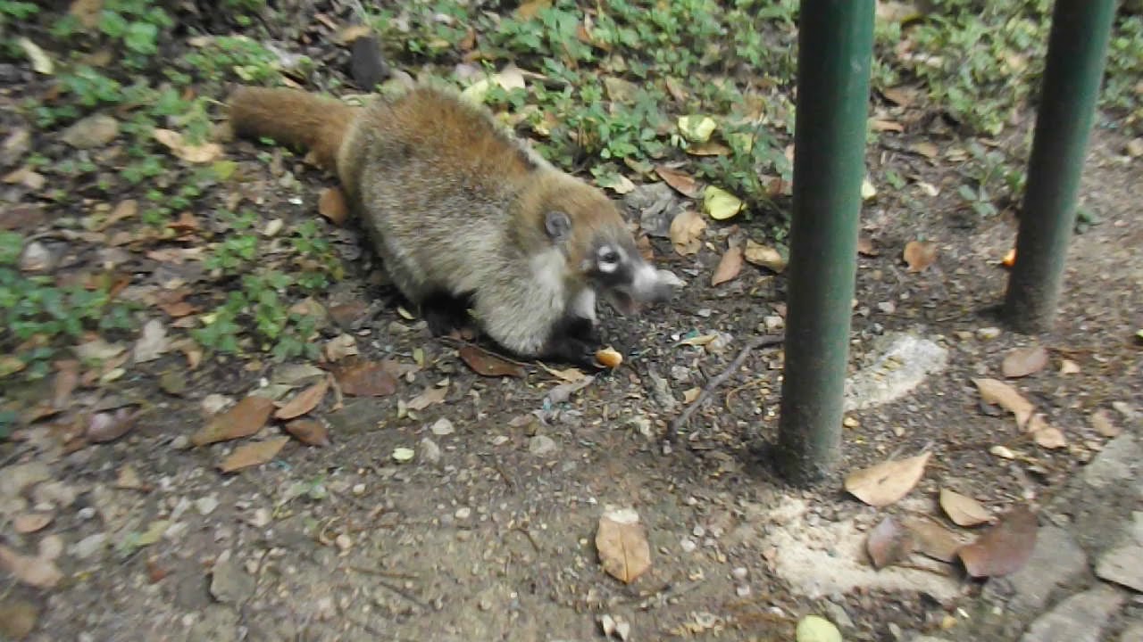 Coatí en chipinque - YouTube