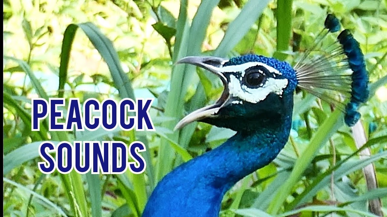 Amazing peacock sounds 🦚💤 peacock sound | peacock call | मोर की आवाज़ # ...