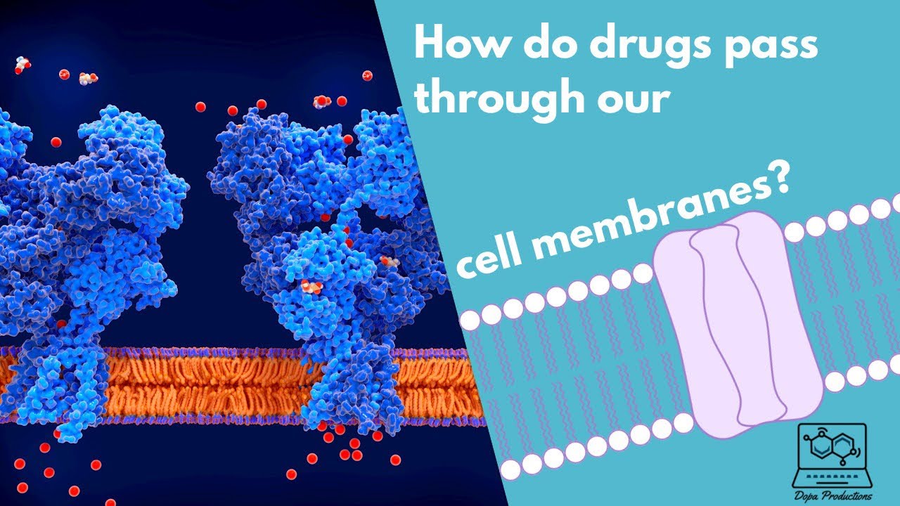 How do drugs pass through our cell membranes ? (Types of transporters ...