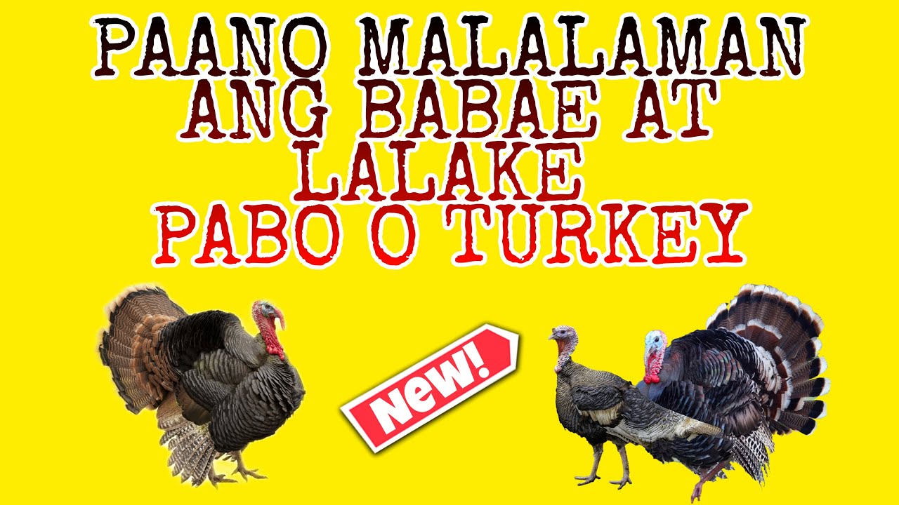 PAANO MALAMAN AT ANONG PAGKAKAIBA NG LALAKI AT BABAENG PABO [TURKEY] # ...