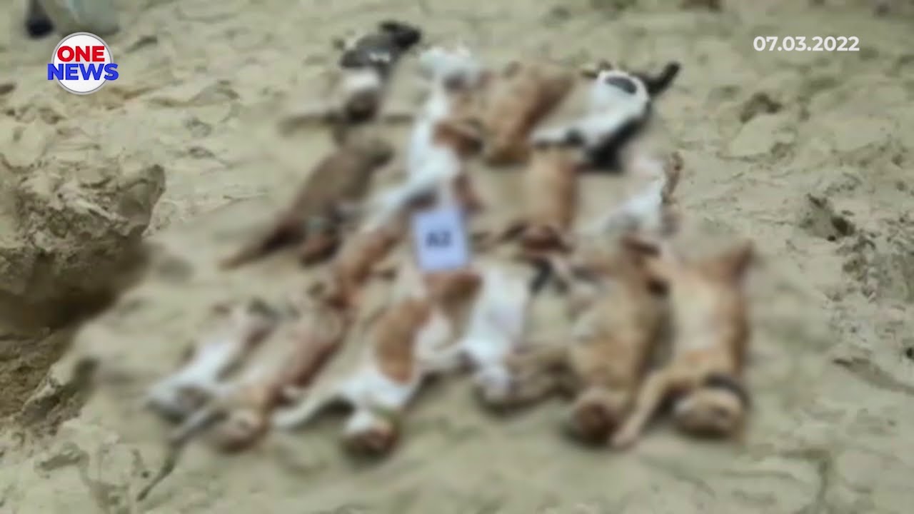 Video 15 bangkai kucing tular, JPV jalankan siasatan - YouTube