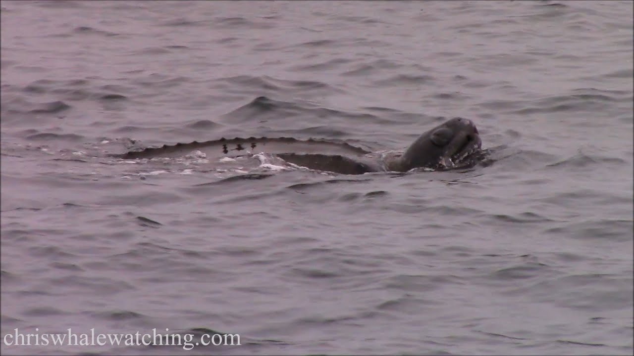 8.10.20 Humpback Whales & Leatherback sea turtle - YouTube