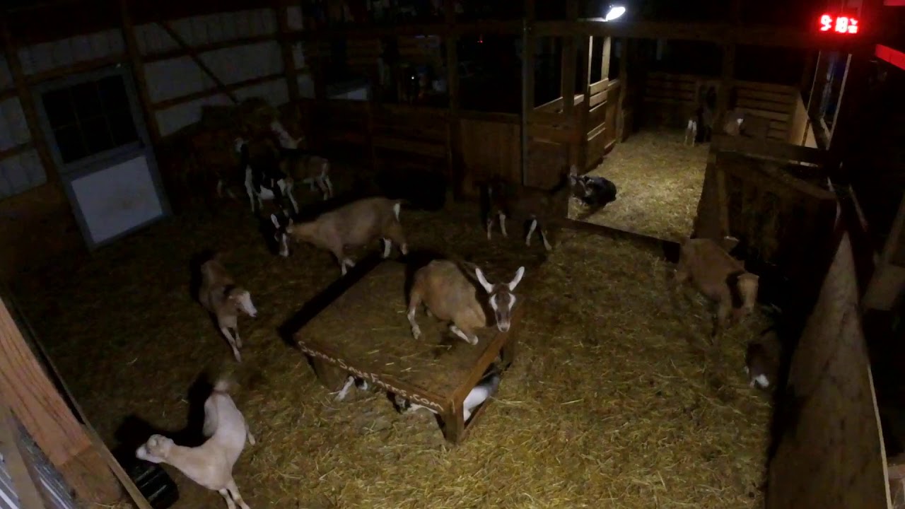 Live Goats - Barn camera - YouTube