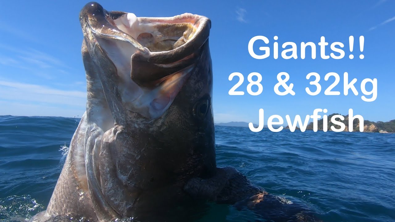 Giants!! 28 and 32kg Jewfish Spearfishing - YouTube