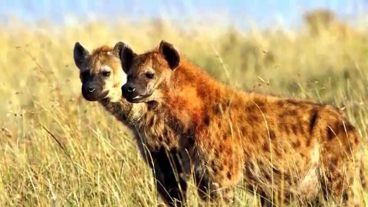 Spotted hyenas: between playing and hunting - YouTube