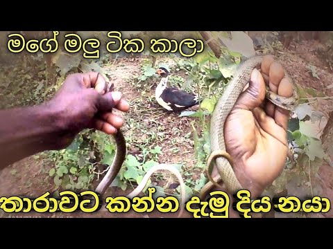 Checkered Keelback Snake # Fowlea Asperrimus # Diyabariya # දියබරියා ...