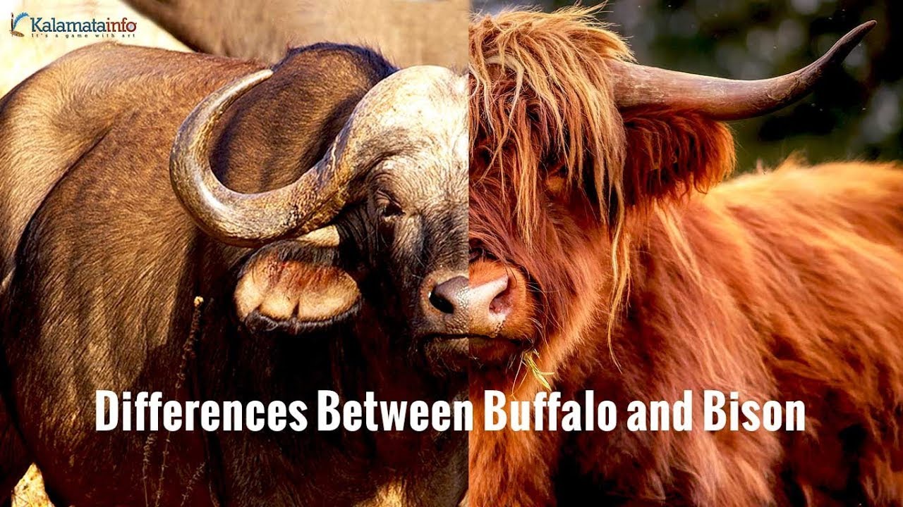 What s The Difference Between Buffalo Bison Kalamata Info YouTube What s The Difference Between Buffalo Bison Kalamata Info YouTube