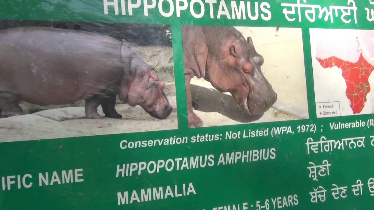 Chhatbir Zoo formally Mahendra Chaudhary Zoological Park, - YouTube