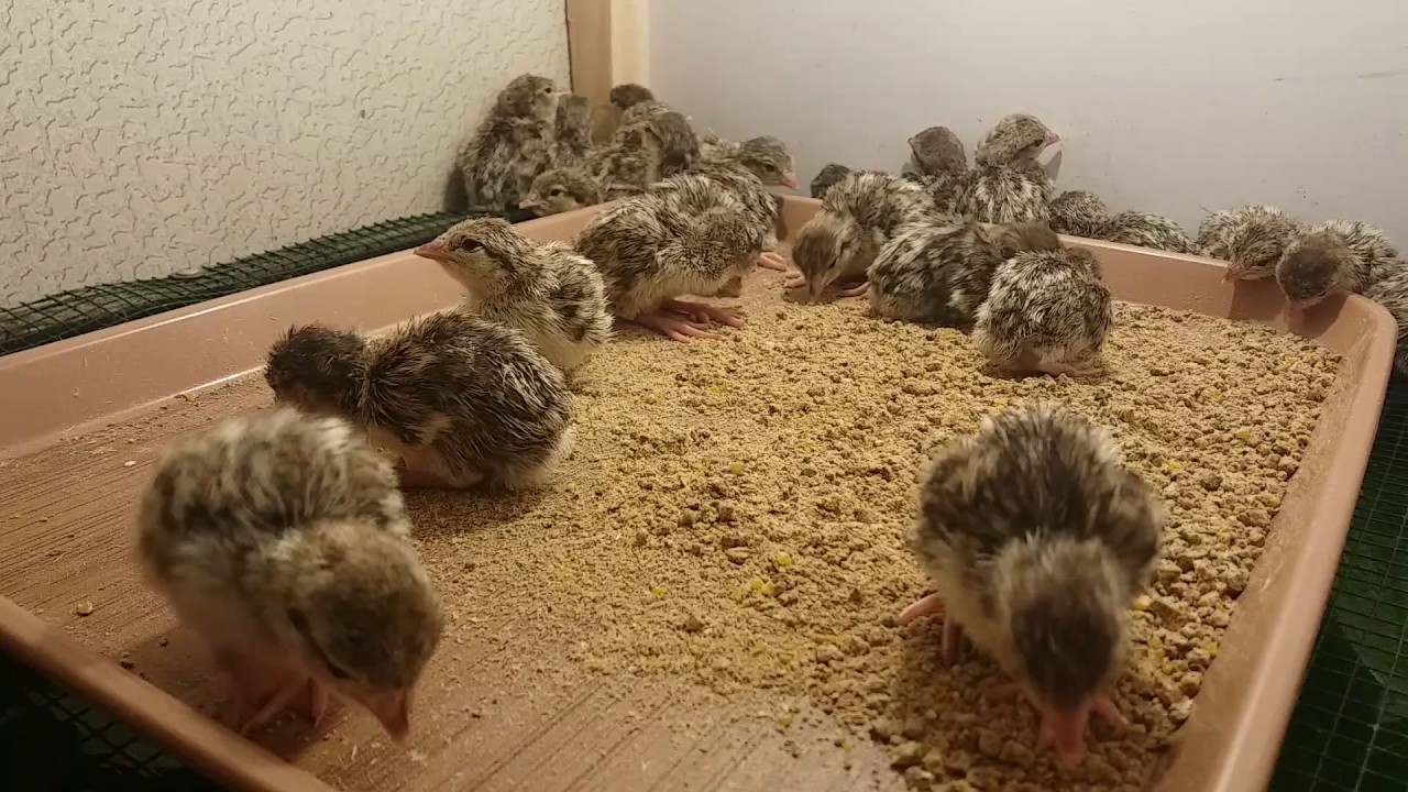 1 Day old Chukar Chicks Hatched on 25/03/2017 - YouTube