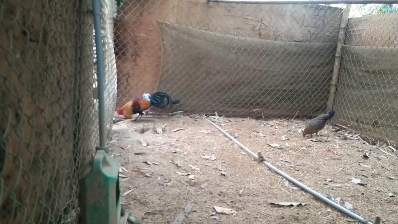 kwv tij phooj ywg leej twg xav tau qaib qus los tso tsuam poj hu rau kuv 0363411581tau nawj ...