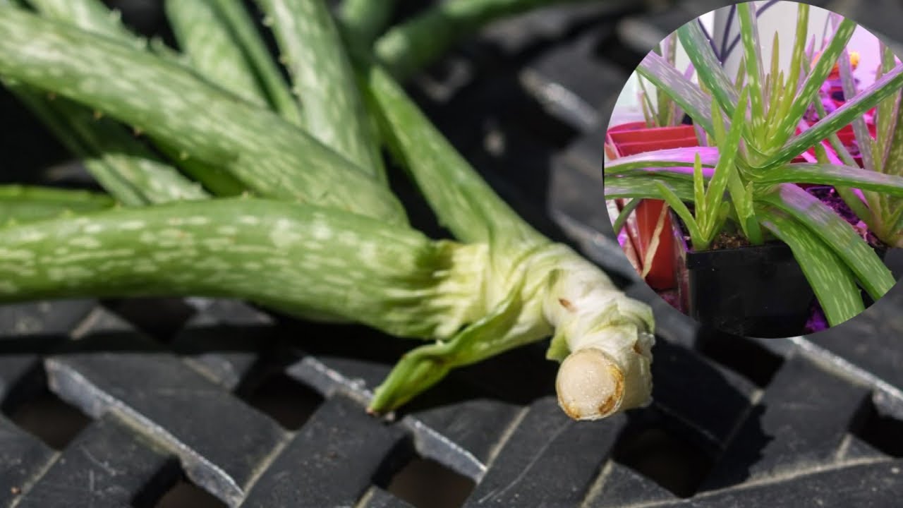 How to Grow Aloe Vera from Pups | Transplanting Aloe Vera - YouTube