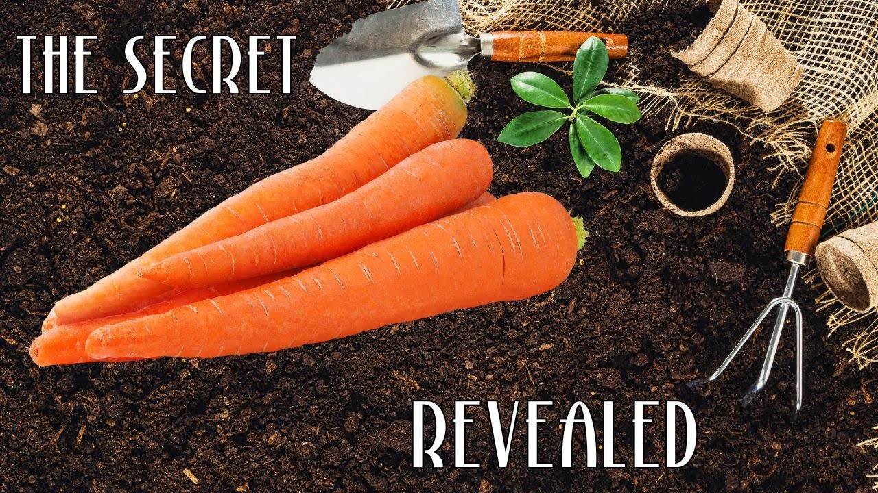 How to Make Carrots Super Delicious With Sous Vide - YouTube