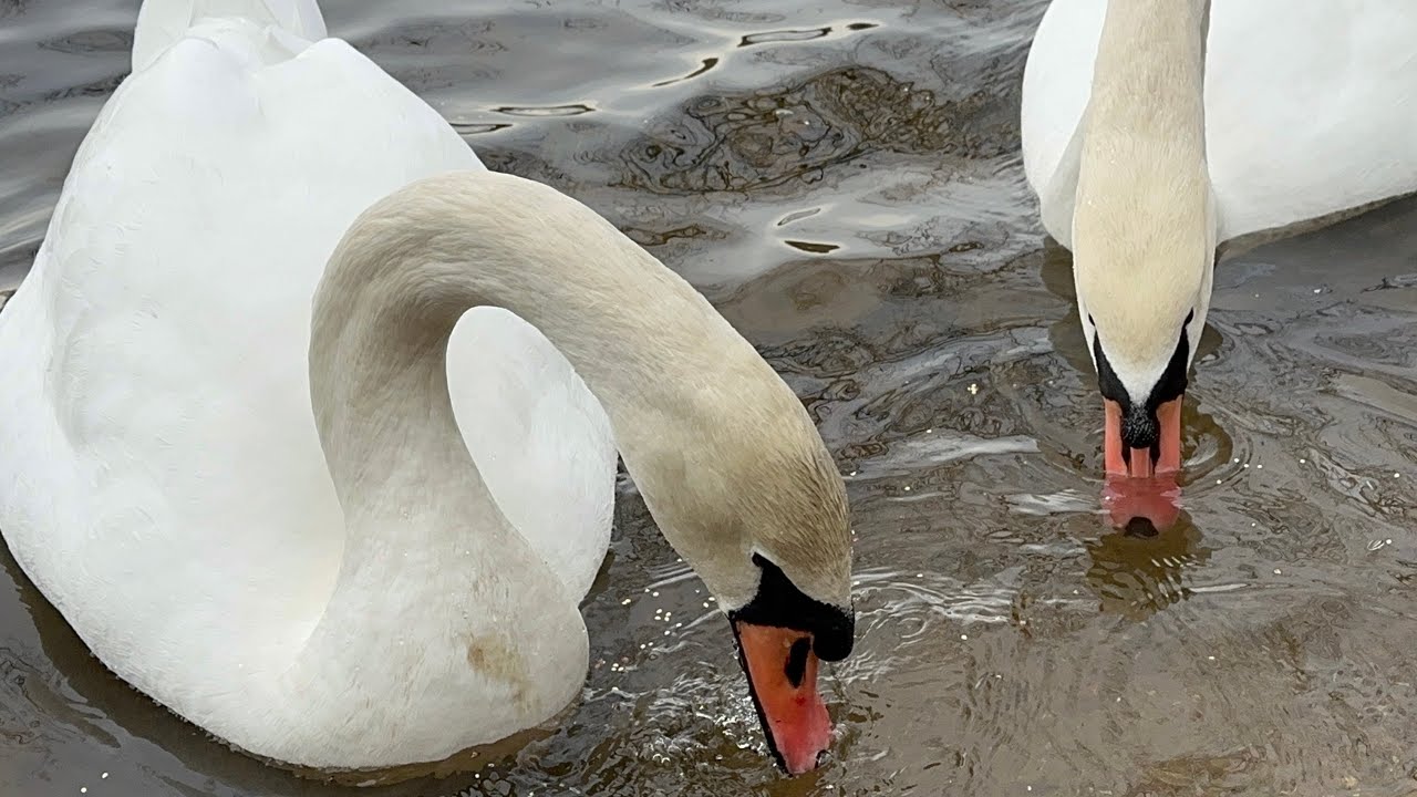 Swan Pen Diamond Is Here Feeding Along With Her Mate January 29, 2023 ...