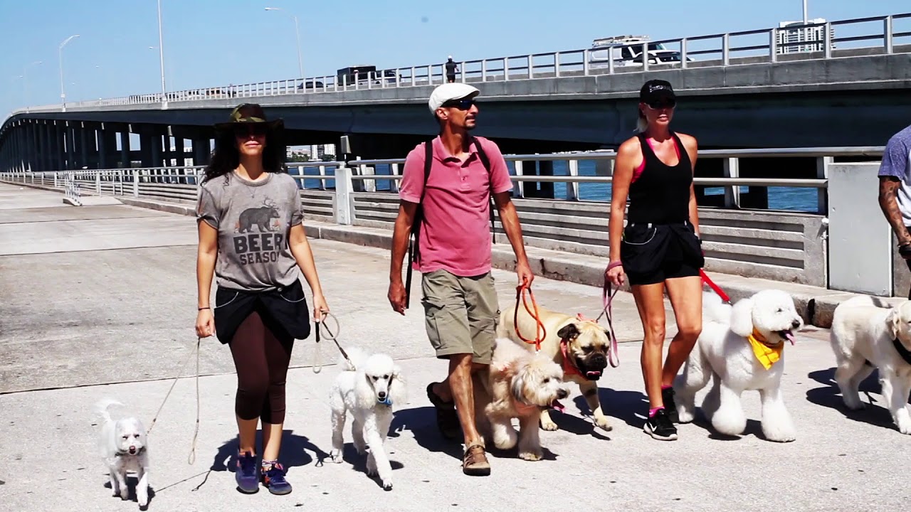 Dog Connection - YouTube