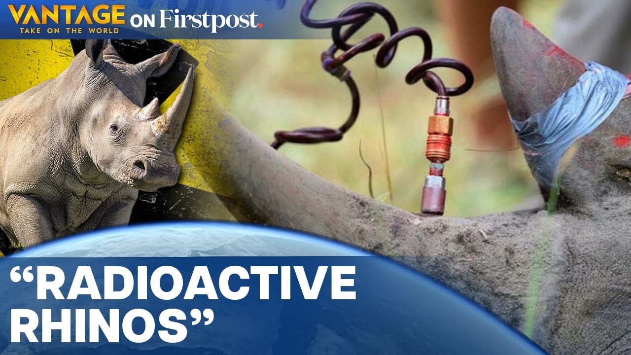 South Africa: Scientists Make Live Rhino Horns Radioactive in World ...
