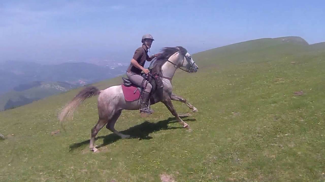 HORSE TRAIL RIDING WITH ARABIAN STUD. BASQUE COUNTRY. - YouTube